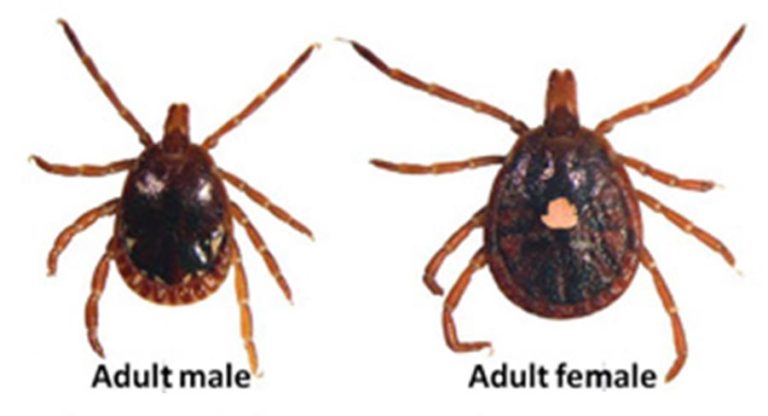 Tick Identification - Tick-Borne Disease - Ticknology
