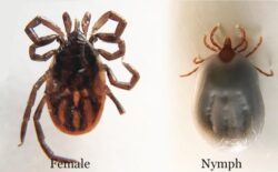 Tick Identification - Tick-Borne Disease - Ticknology