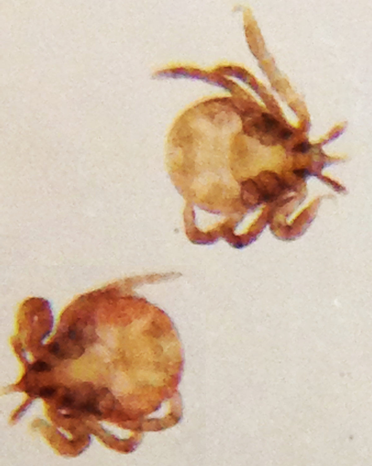 Q&A with the CEO - Ticknology Universal Tick Test