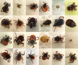 Tick Submission Guidelines - Universal Tick Test - Ticknology