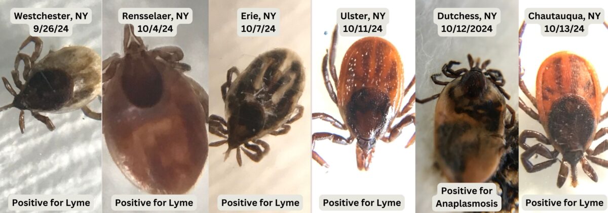 Laboratory Tick Testing - New York Tick Testing - Ticknology